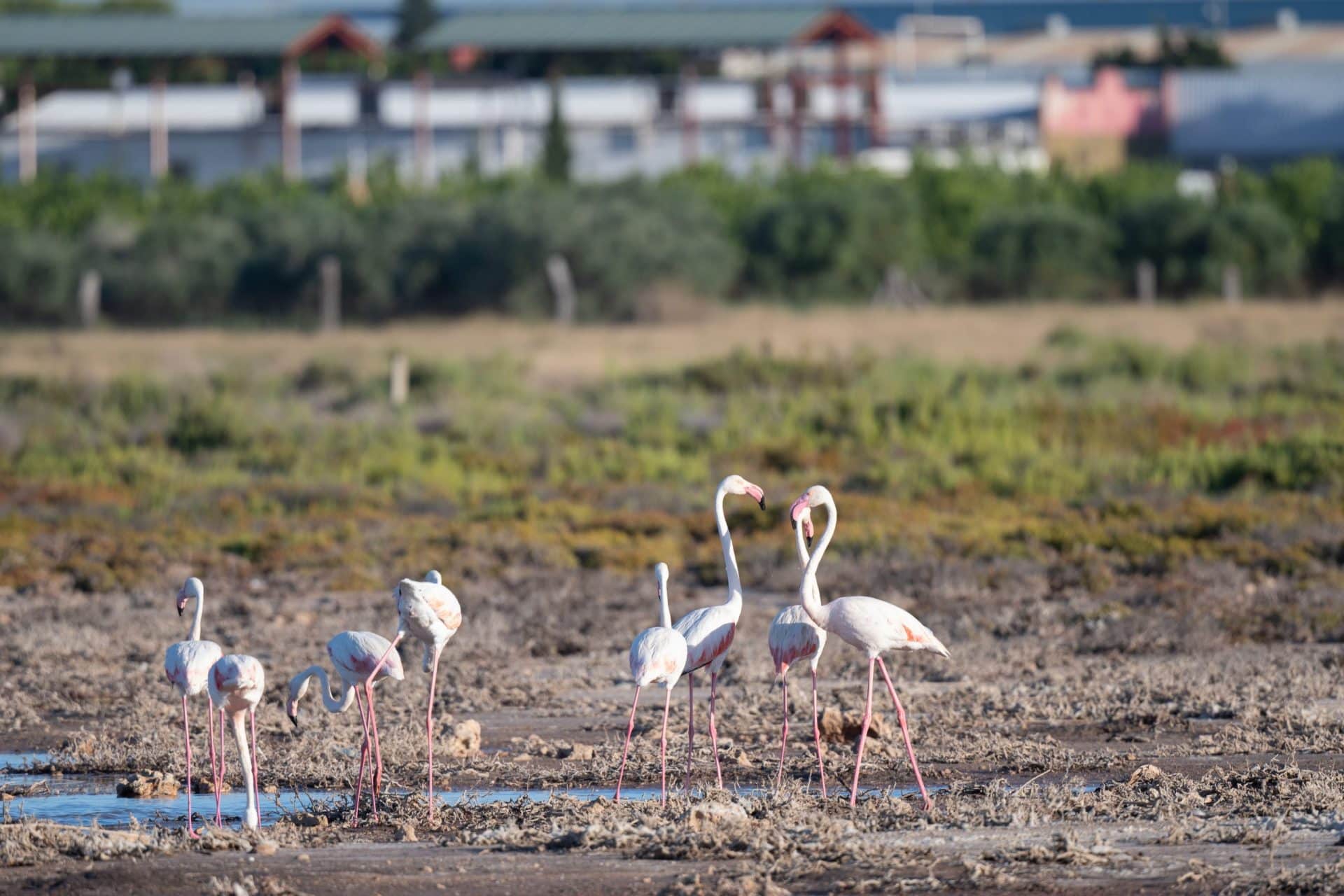 Los Montesinos - Información Oficial y Servicios Locales